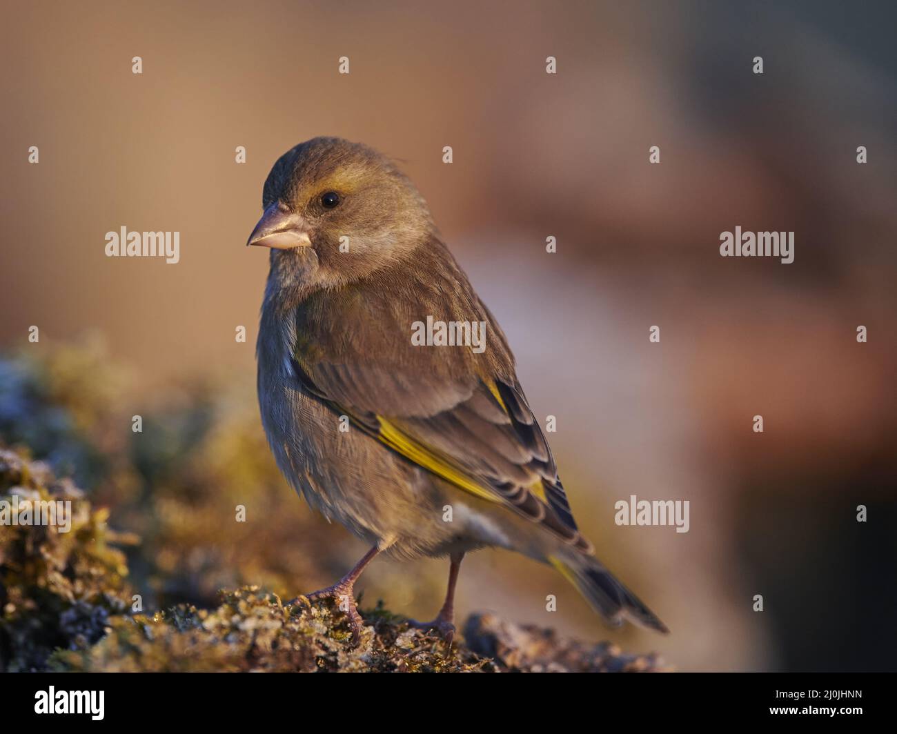 Greenfinches hi-res stock photography and images - Alamy