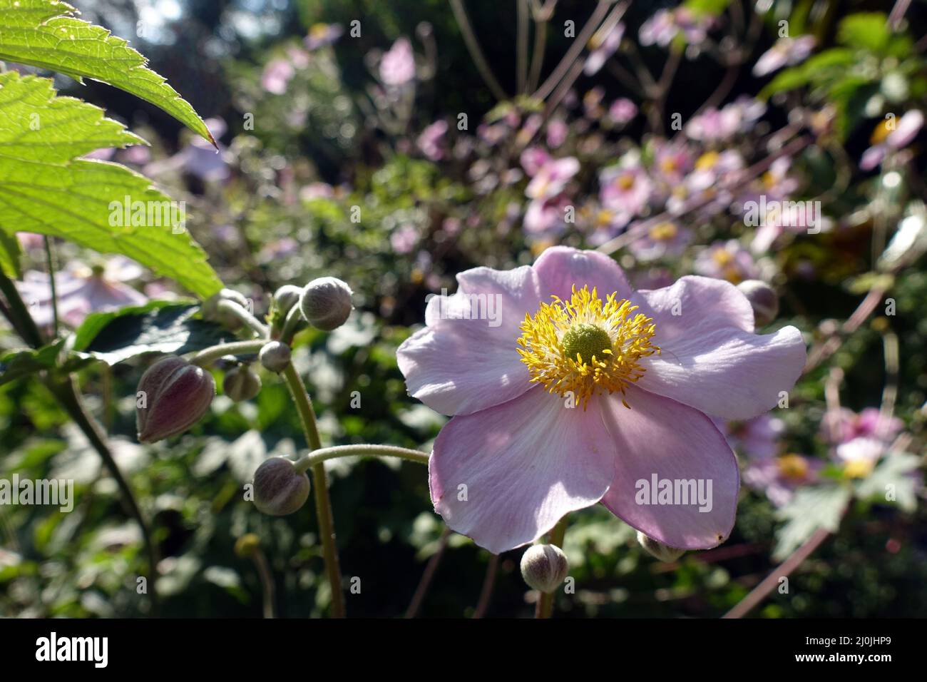 Japanese anemone (Anemone hupehensis), blooming plant in the garden ...