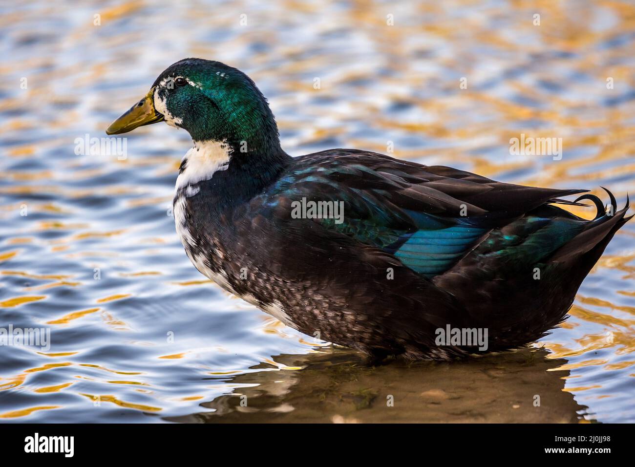 Large breed of duck hi-res stock photography and images - Alamy