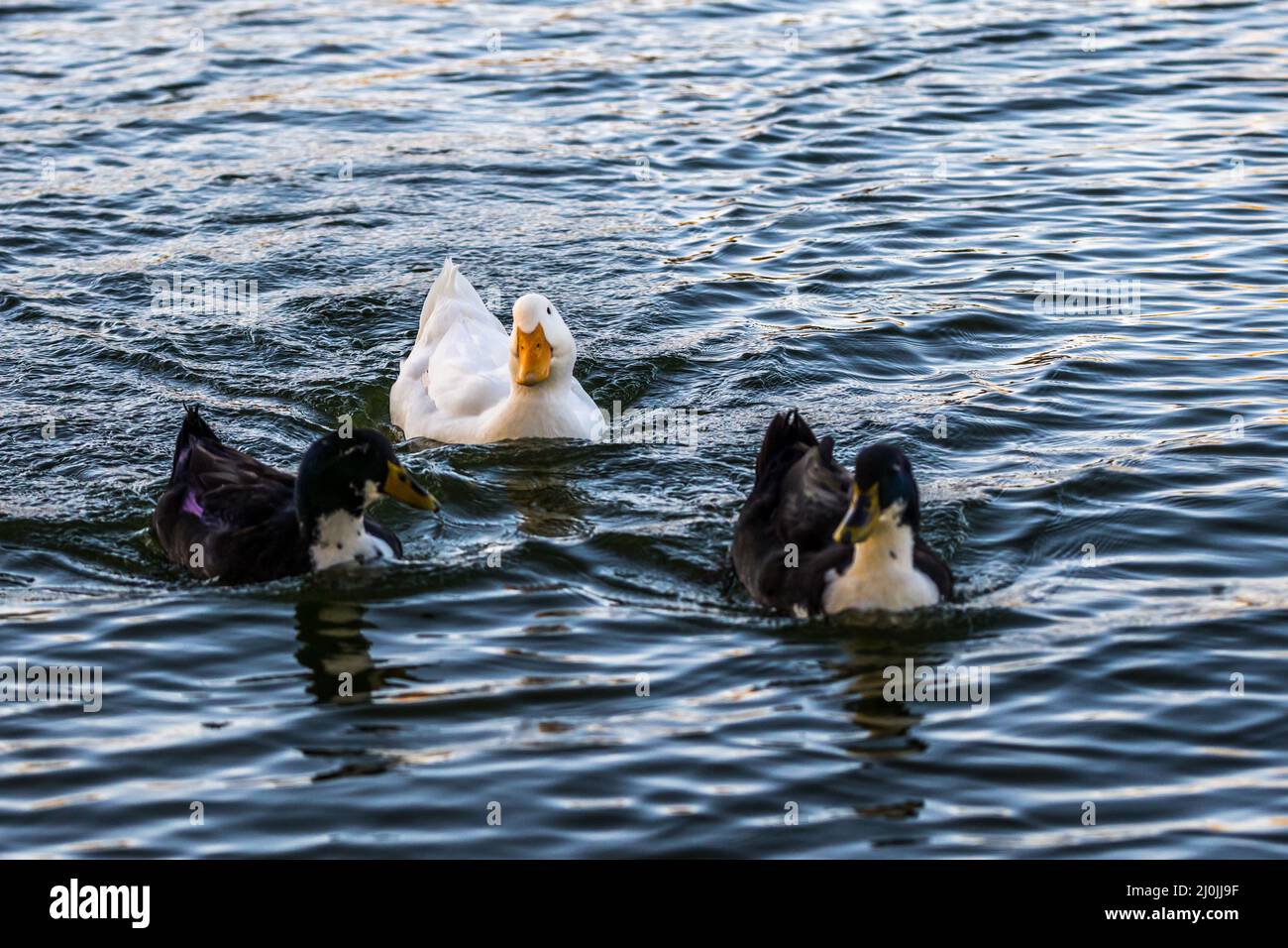Different ducks wildlife hi-res stock photography and images - Alamy