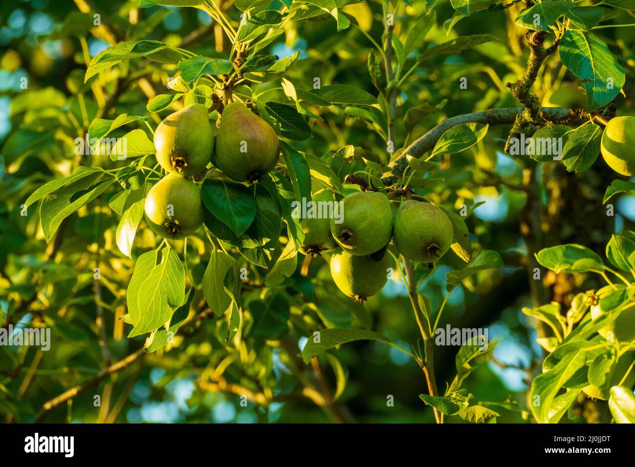 Birnen wachsen an einem Baum Stock Photo - Alamy