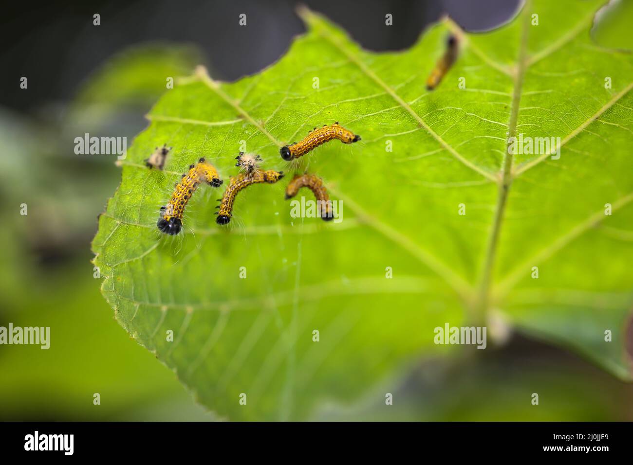 Many small yellow caterpillars sit under a leaf of a tree Stock Photo ...