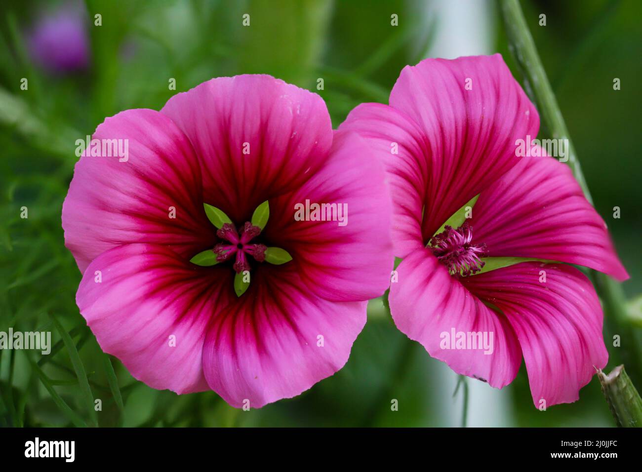 Violet mallow flower hi-res stock photography and images - Alamy