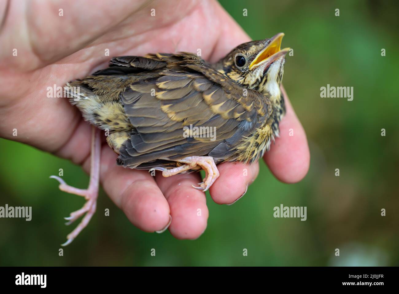 Portrait of a chick of a song thrush, a thrush Stock Photo - Alamy