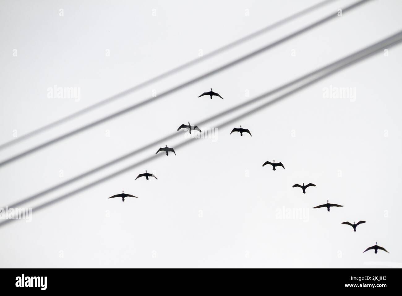 flock of birds in the sky of Rio de Janeiro, Brazil Stock Photo - Alamy