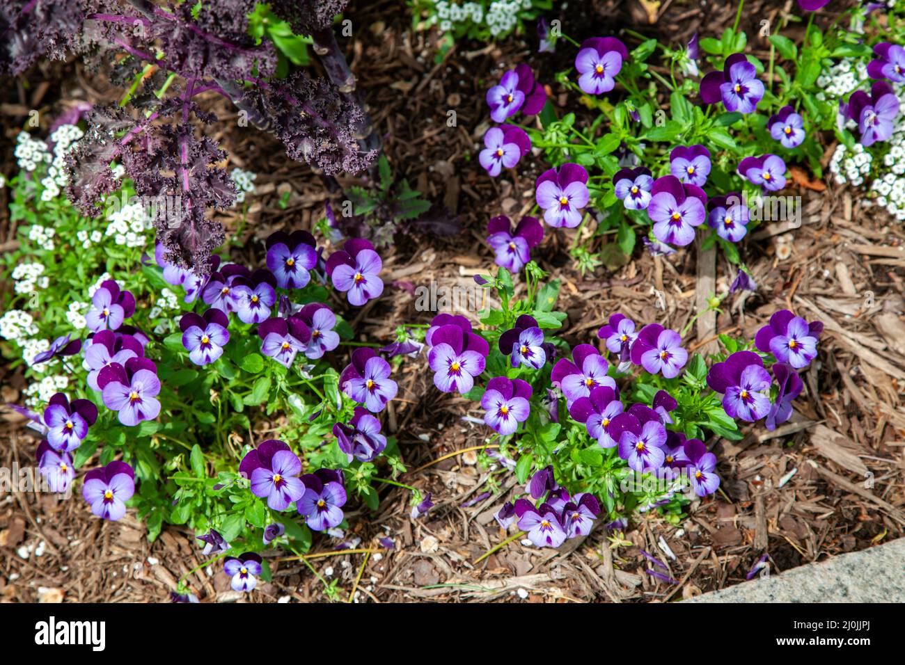 Viola cornuta Penny Denim Jump Up flowers with pretty purple petals ...