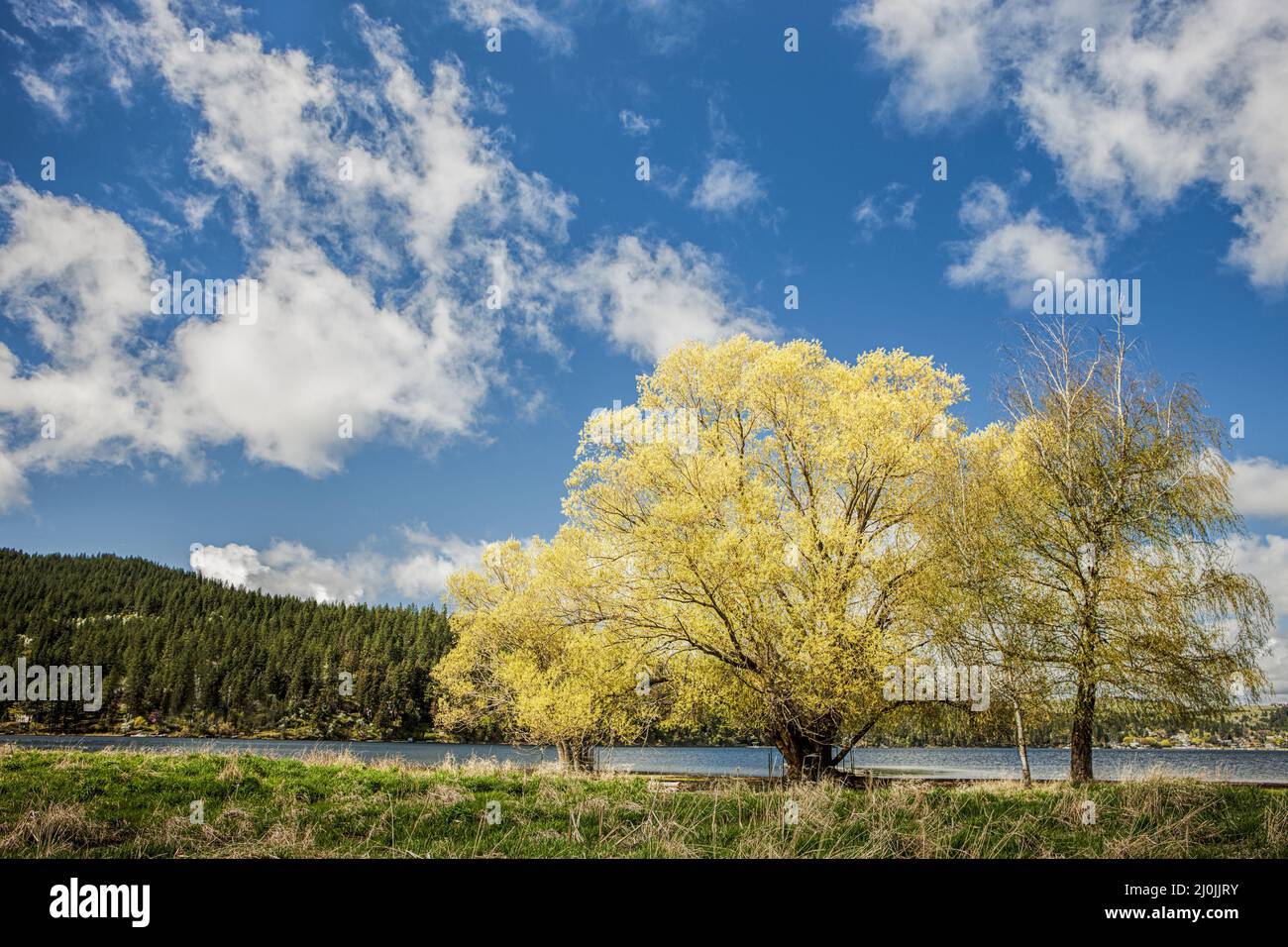 Trees in the landscape hi-res stock photography and images - Alamy