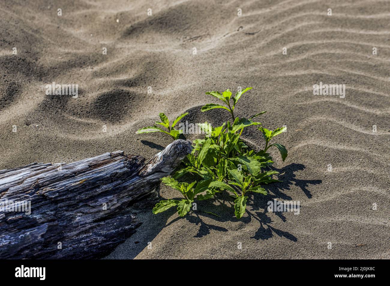 Sand log hi-res stock photography and images - Alamy