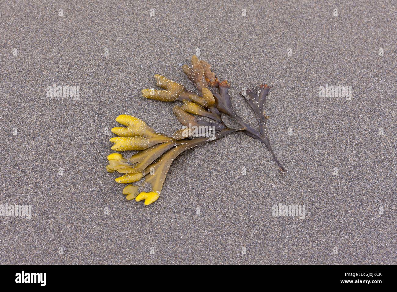 Rockweed hi-res stock photography and images - Alamy