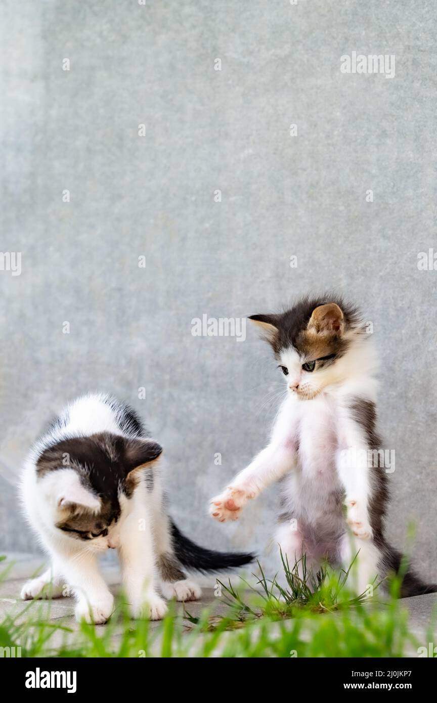 Two kittens play hi-res stock photography and images - Alamy