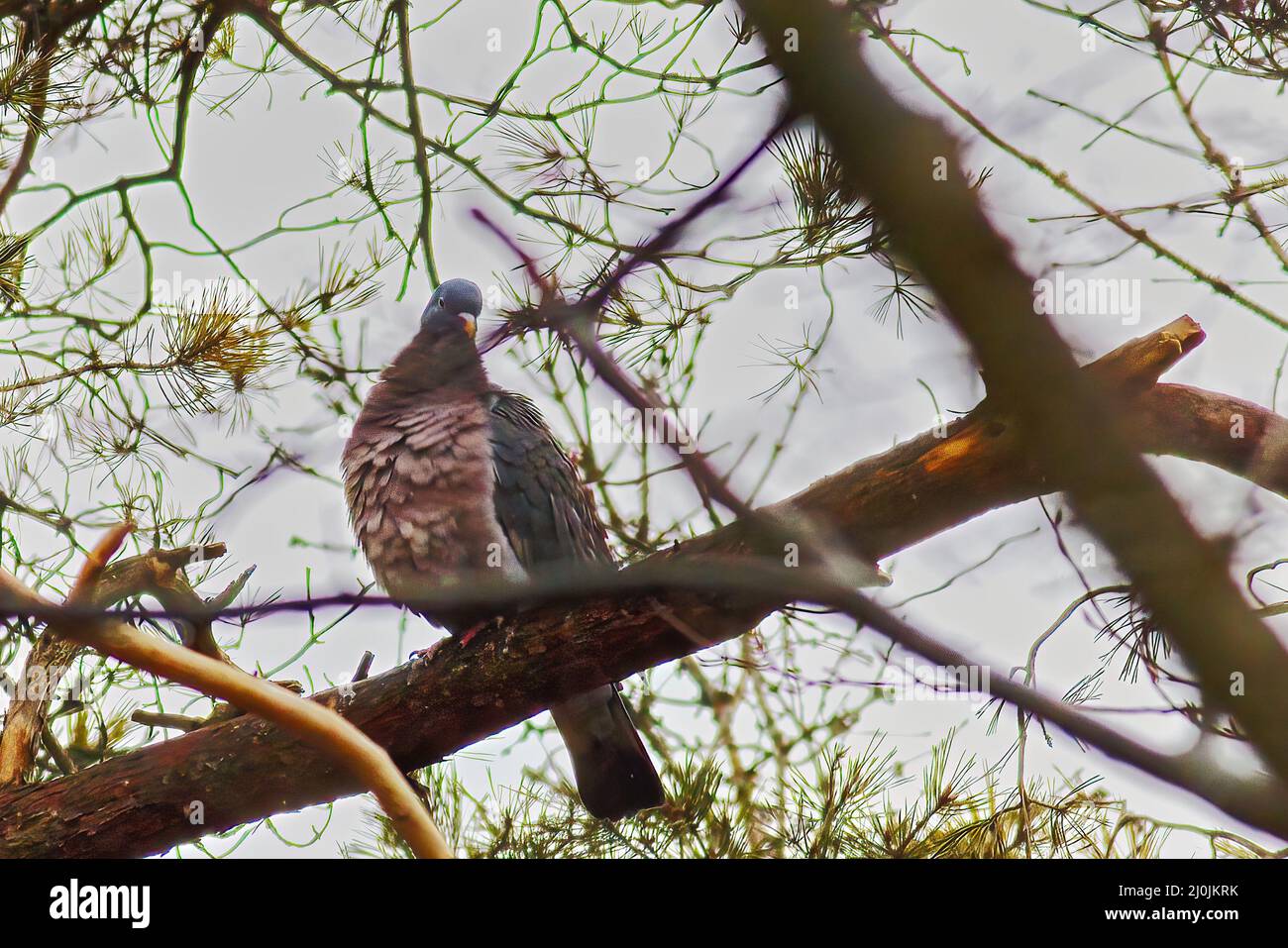 scenic view of a perching dove in a tree Stock Photo - Alamy