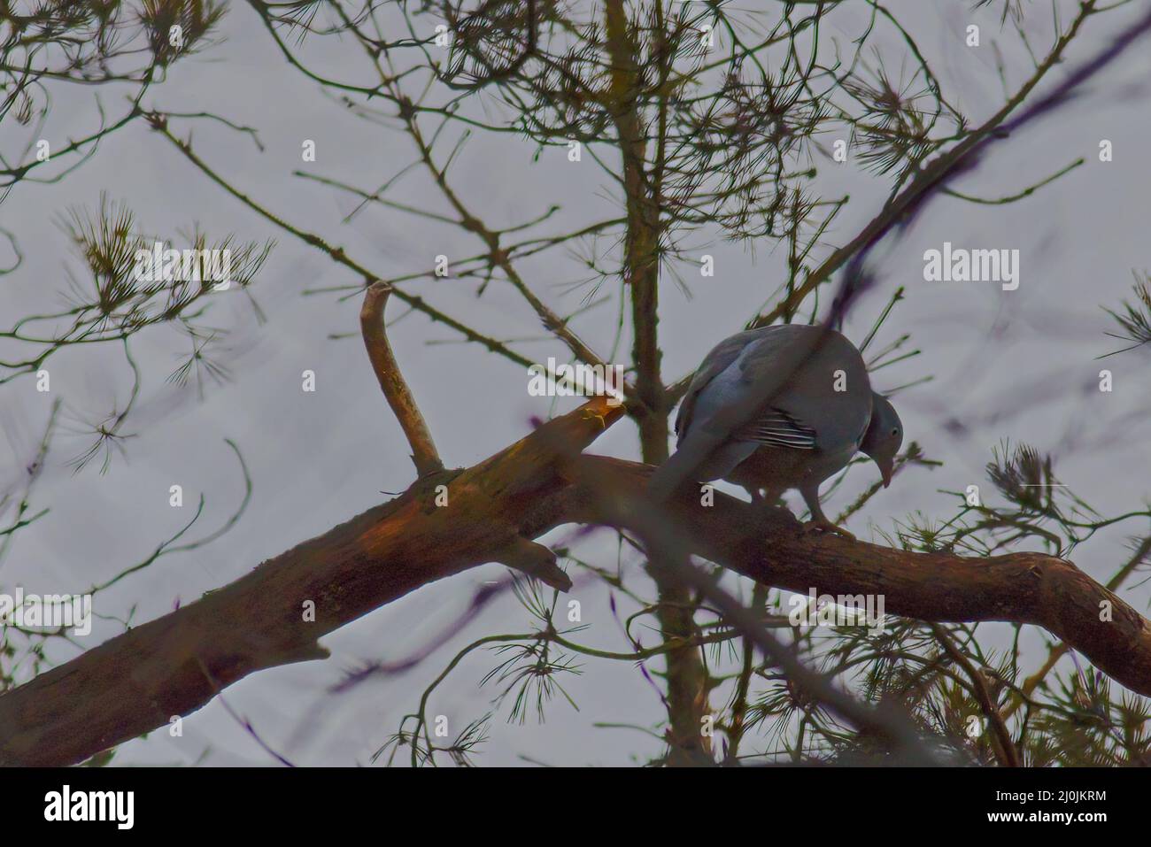 Beautiful dove in tree hi-res stock photography and images - Alamy