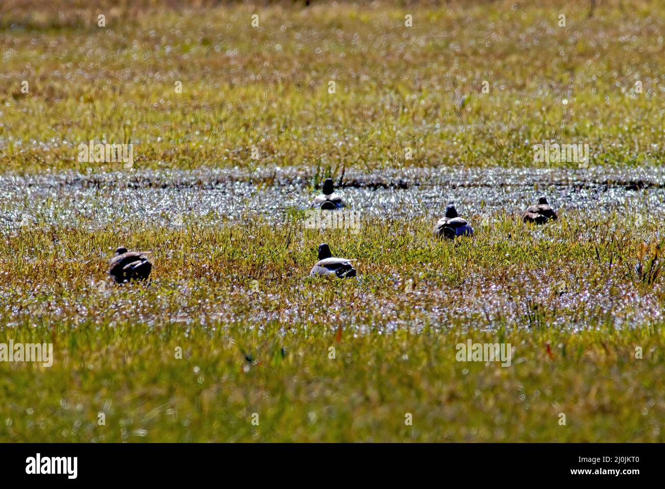 Wetland ducks hi-res stock photography and images - Alamy