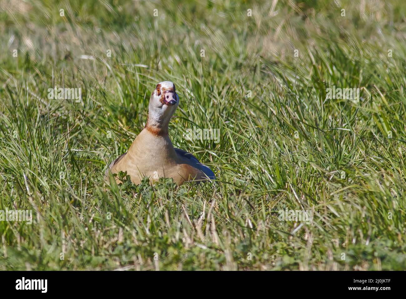 Birding scenery hi-res stock photography and images - Alamy