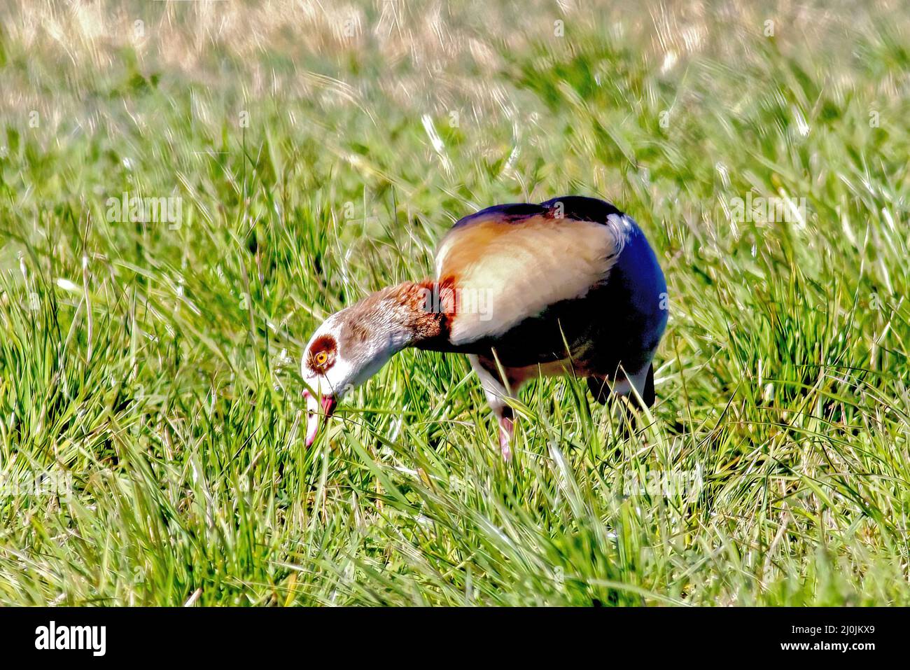 Birding scenery hi-res stock photography and images - Alamy