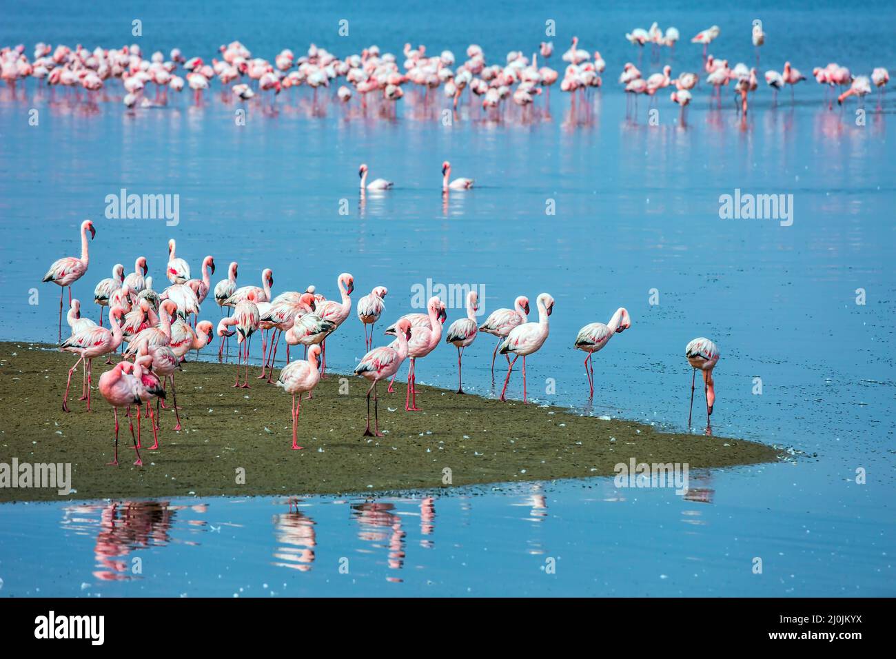 Watching bird photo hi-res stock photography and images - Alamy