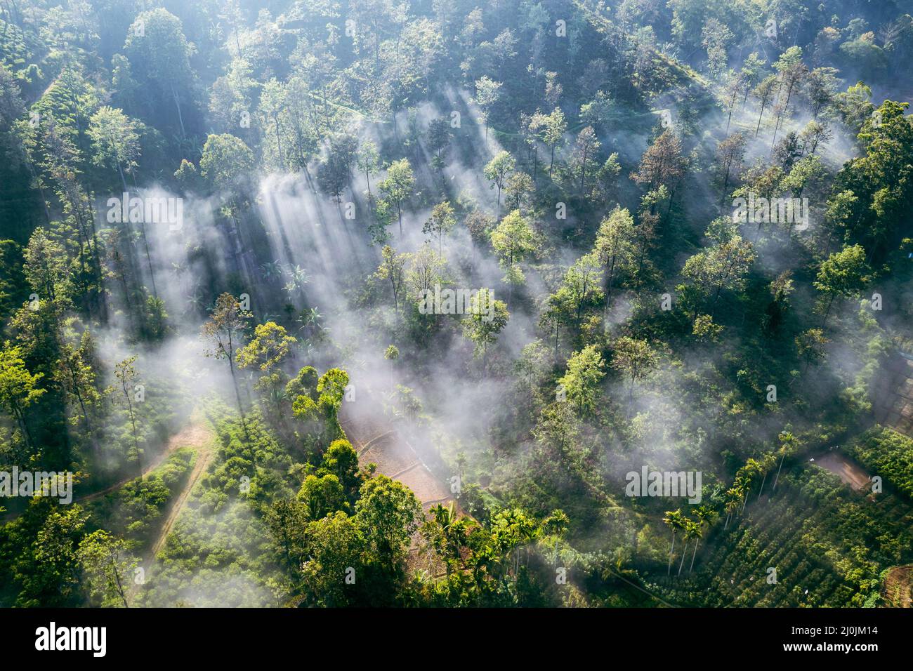 Tropical rainforest in Sri Lanka. Aerial view. Foggy tropical landscape ...
