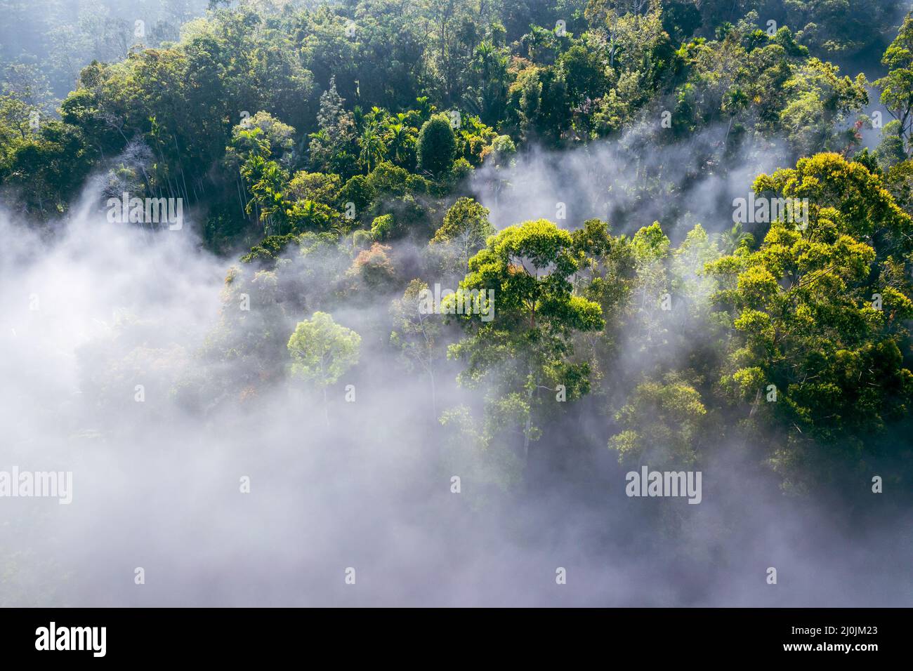 Tropical rainforest in Sri Lanka. Aerial view. Foggy tropical landscape ...