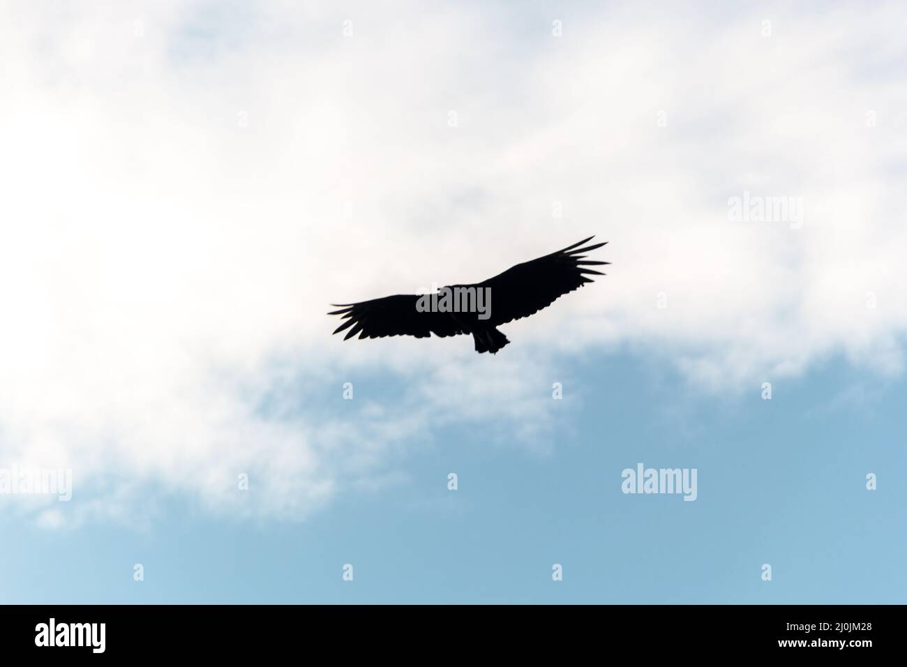 buzzard gliding with a beautiful blue sky in rio de janeiro, Brazil ...