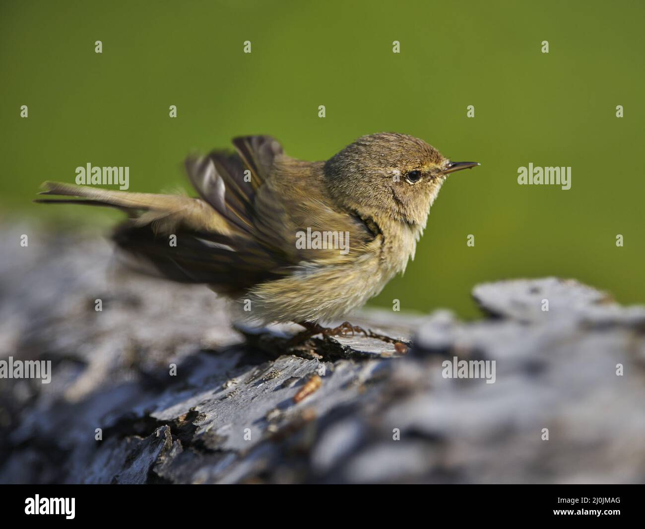 Fitis hi-res stock photography and images - Alamy