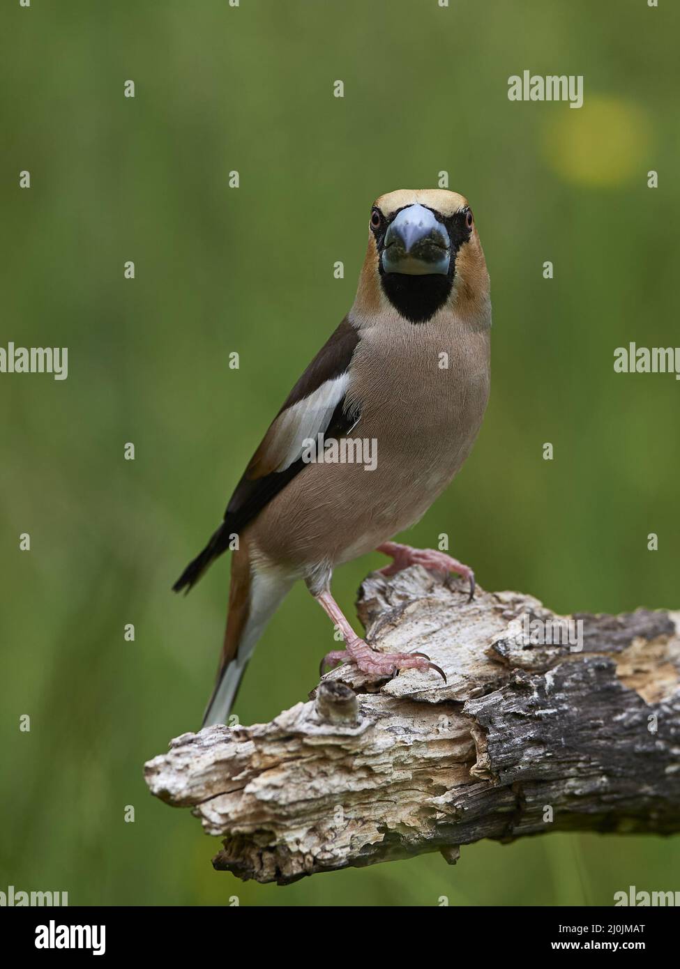 Europaeischen finch hi-res stock photography and images - Alamy