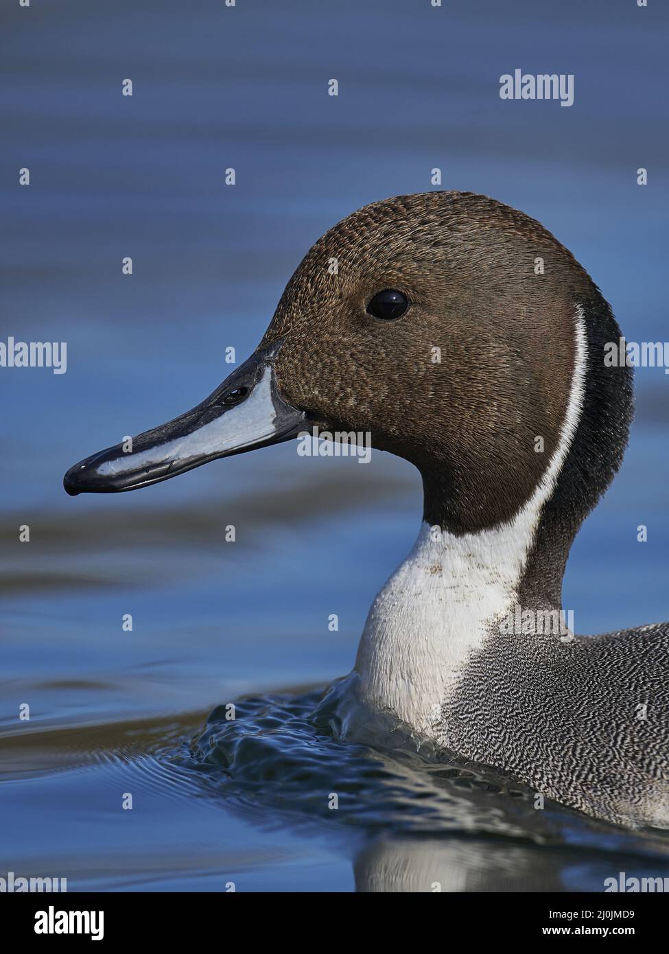 Heart of duck hi-res stock photography and images - Alamy