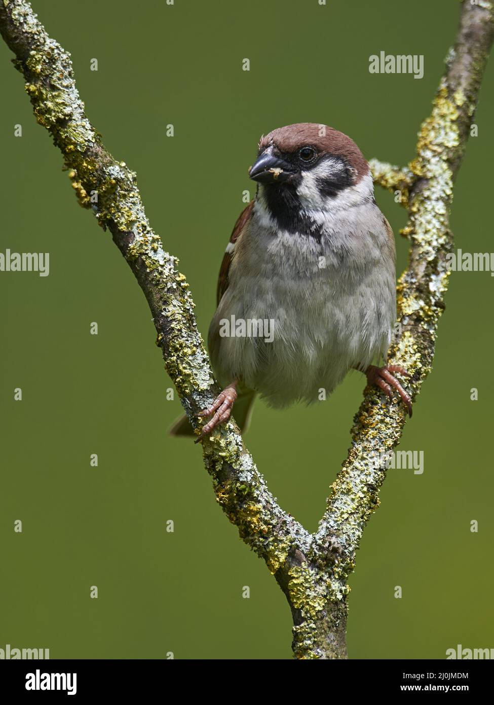 Tree sparrow nest box hi-res stock photography and images - Alamy