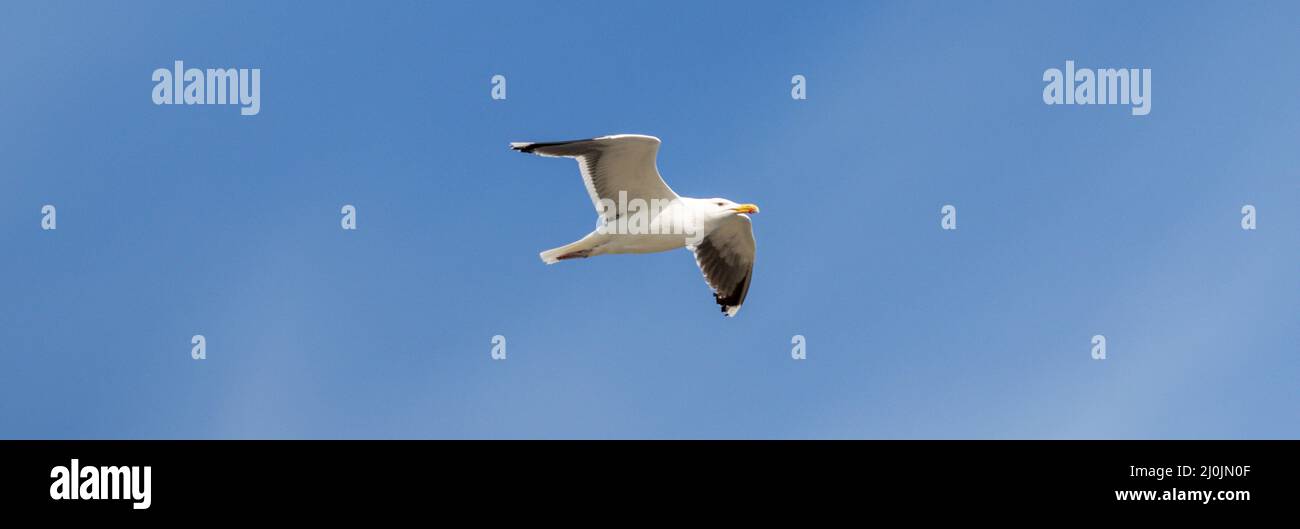 Horizontal picture of one seagull flying in front of a blue sky Stock ...