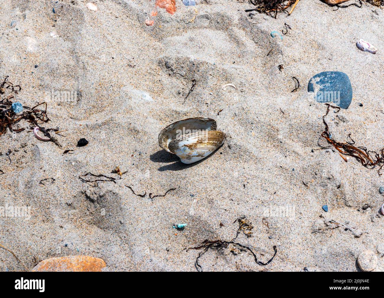 Open clam shell with colorful rocks on the sand at a beach in ...