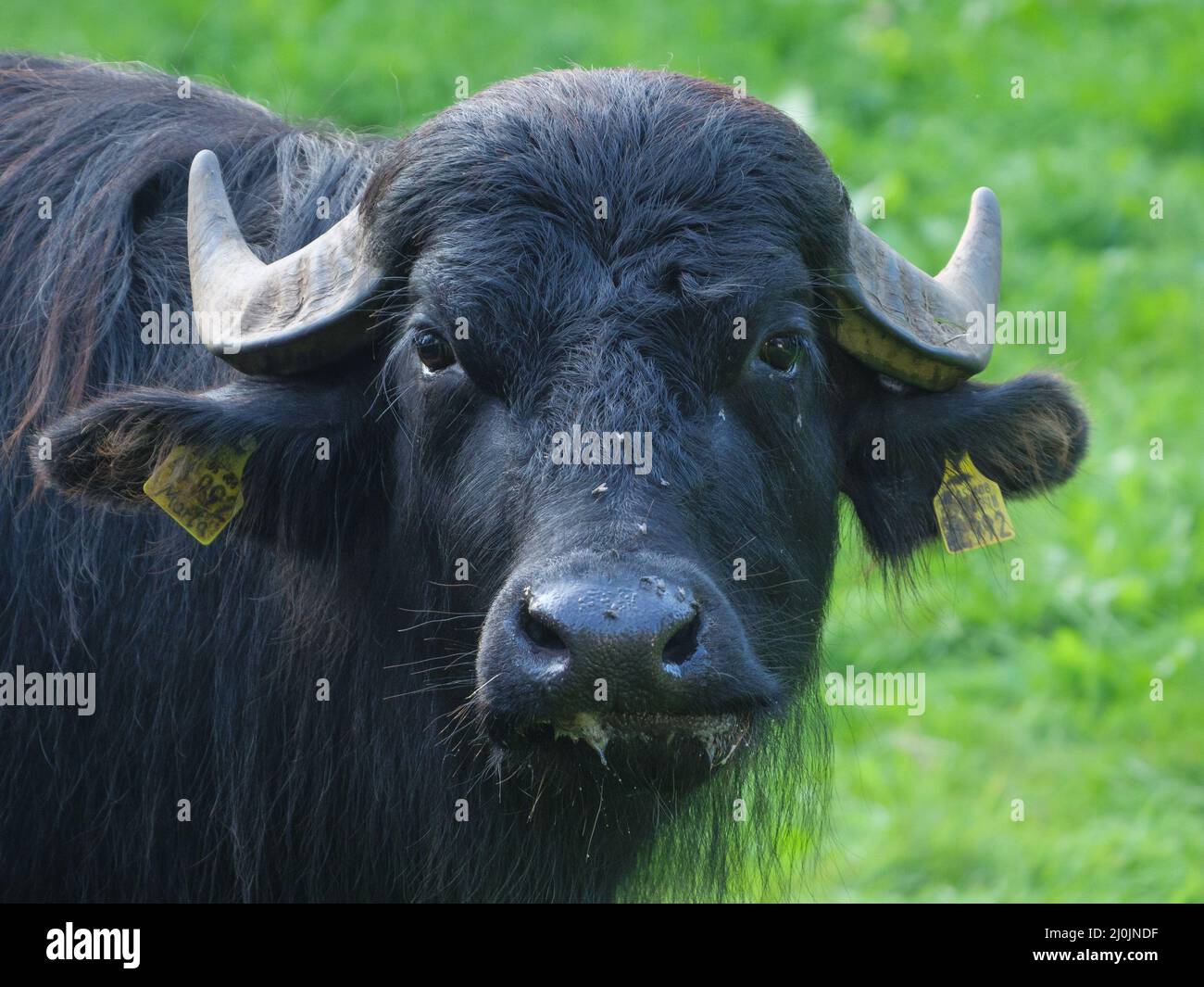 Buffalo in germany Stock Photo - Alamy