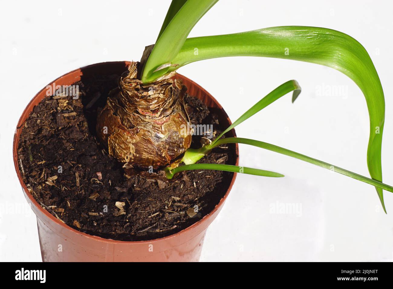Mature amaryllis bulb with two side bulbs, called an offset or bulblet ...