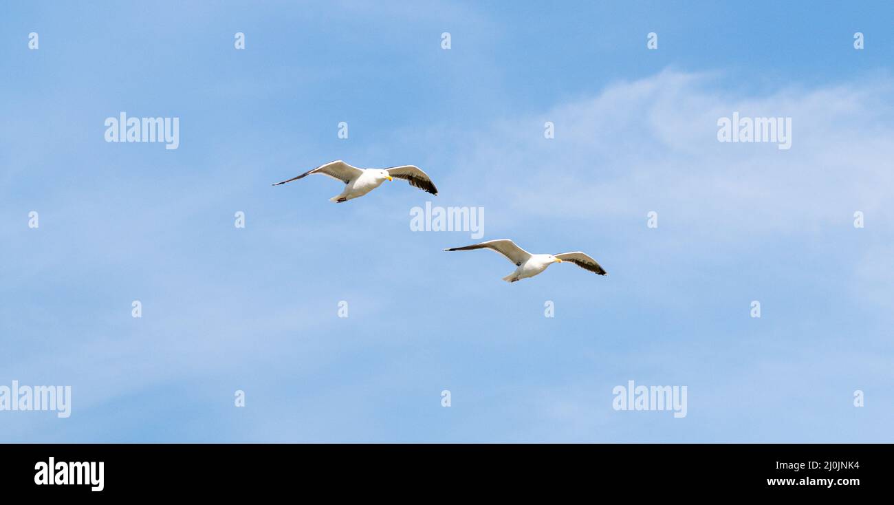 Two seagulls flying together gliding in a strong wind with a blue sky above Stock Photo - Alamy