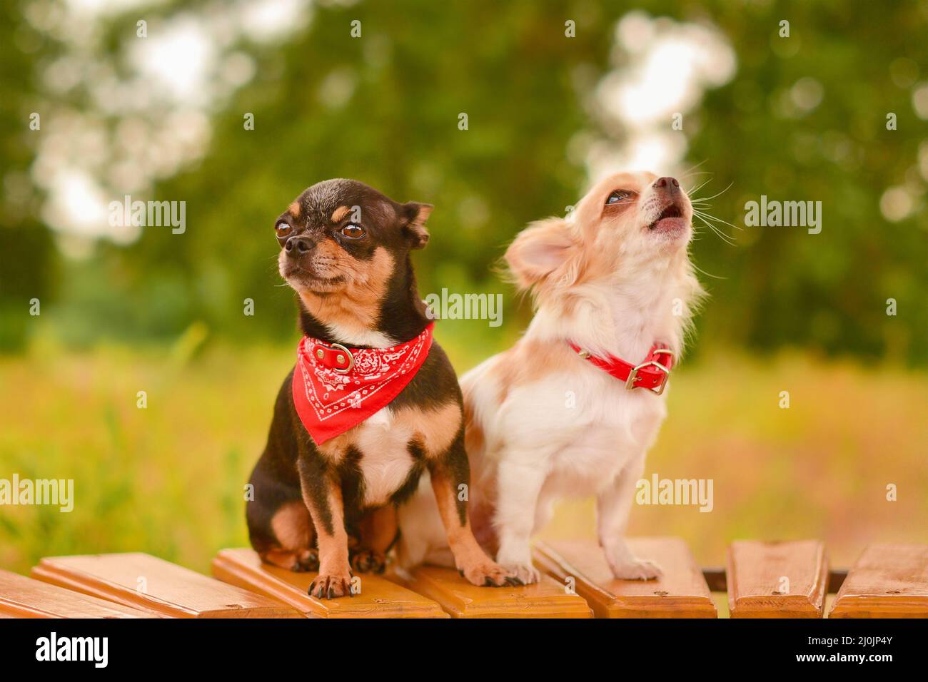 Dogs on a bench against the backdrop of nature. Black and white dog of ...