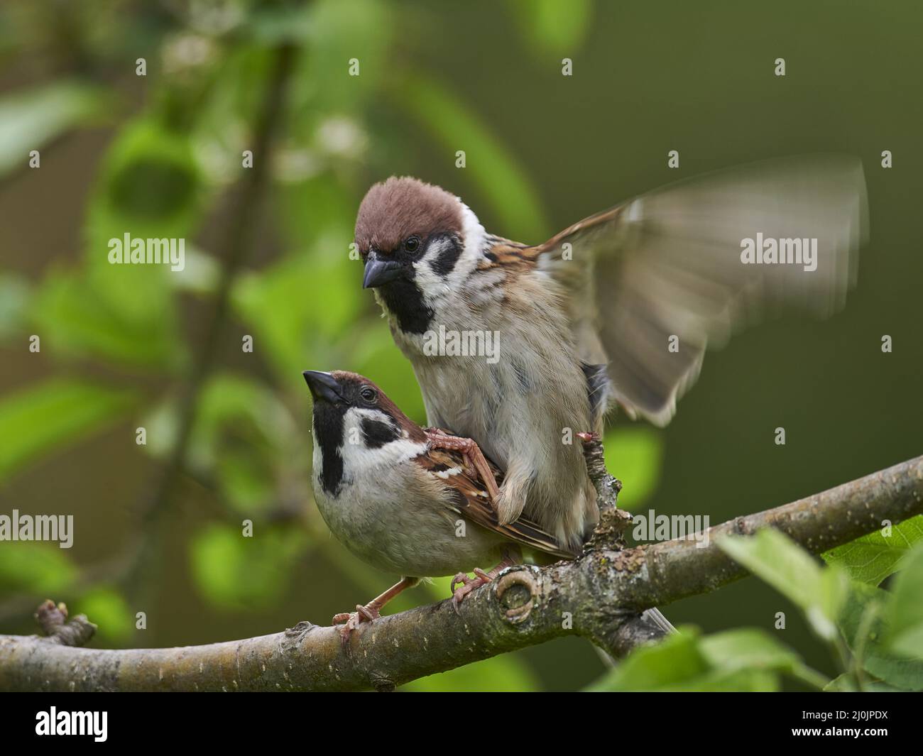 Tree sparrow nest box hi-res stock photography and images - Alamy