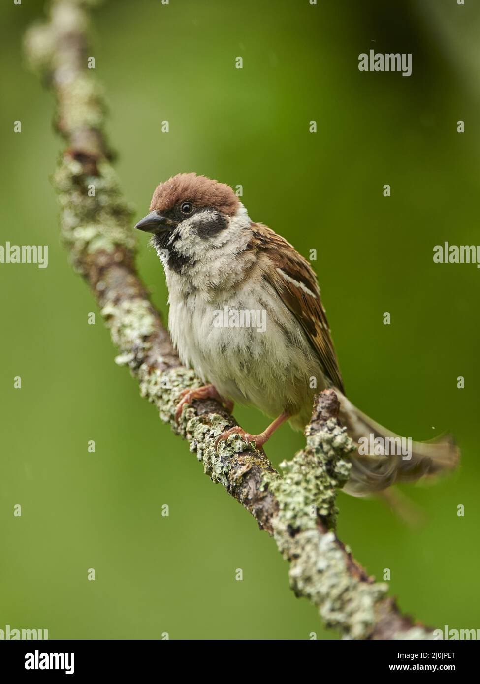 Eurasian Tree Sparrow Stock Photo - Alamy
