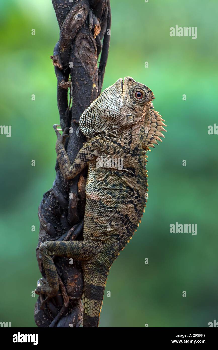 Forest dragon lizard hi-res stock photography and images - Alamy