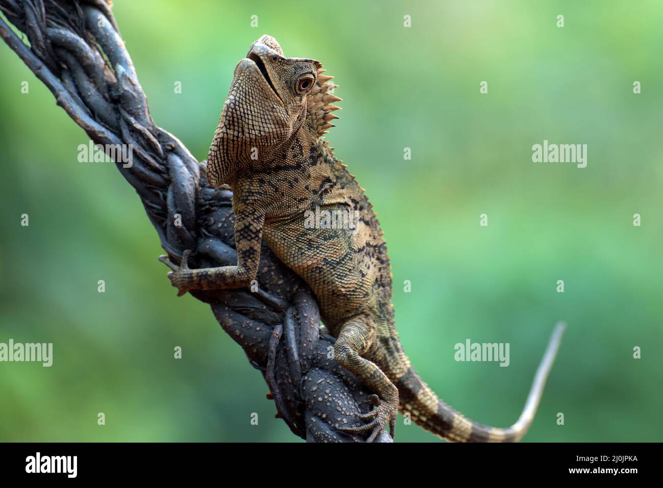 Forest dragon lizard on tree branch Stock Photo - Alamy