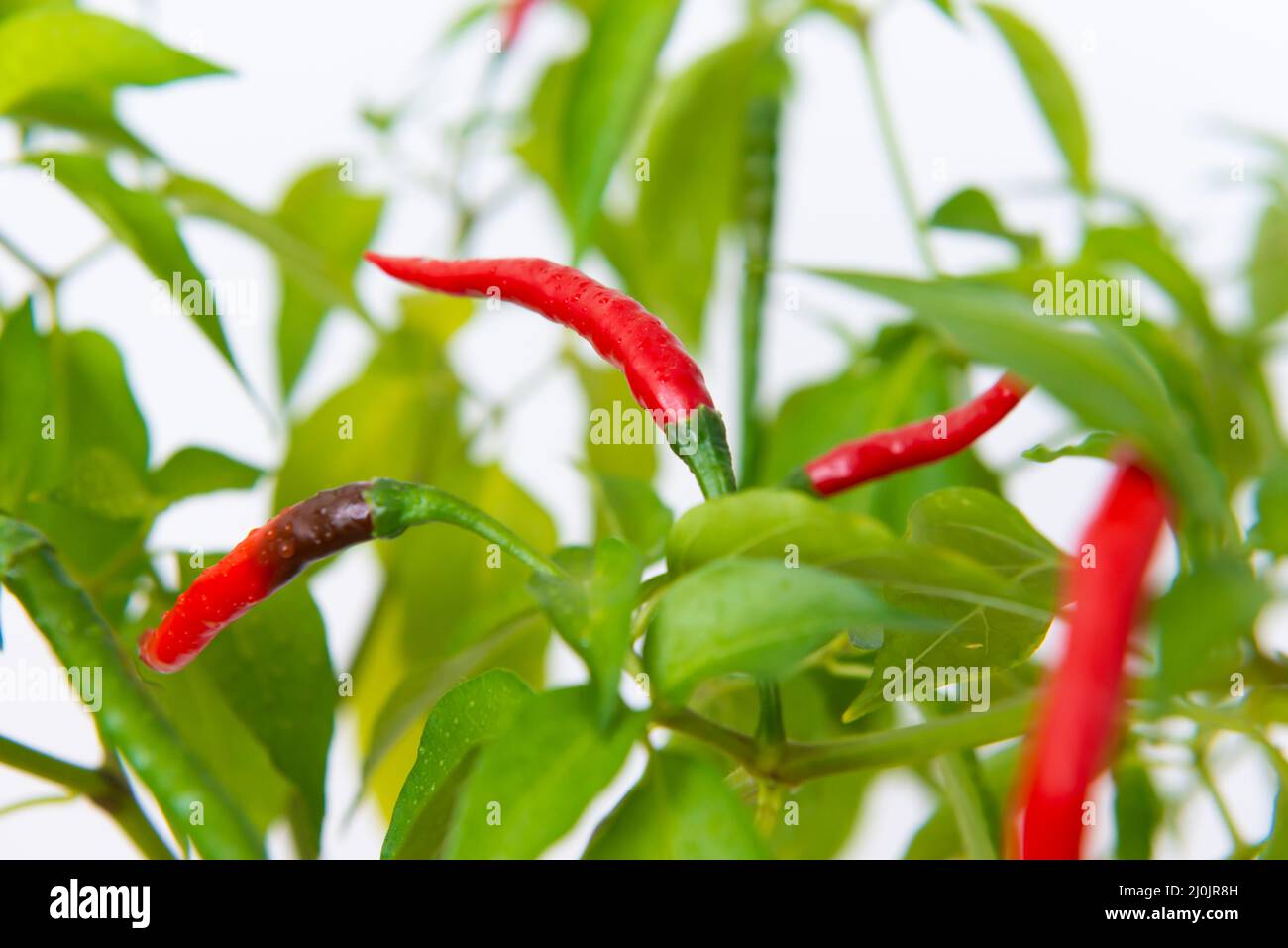 Group red hot chili hi-res stock photography and images - Alamy