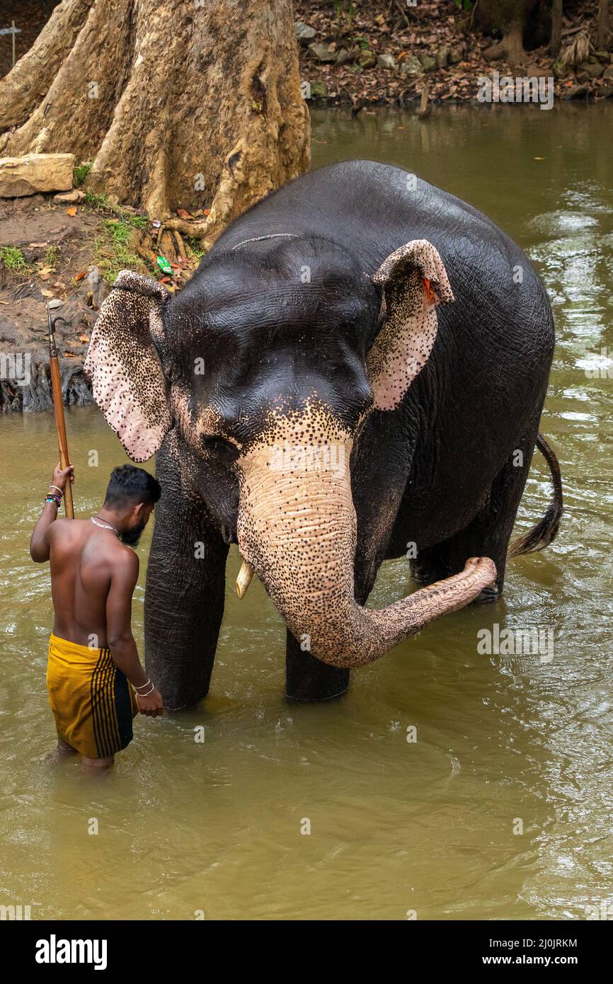 Elephant trainer washes the elephant in the river, in Sigiriya National ...