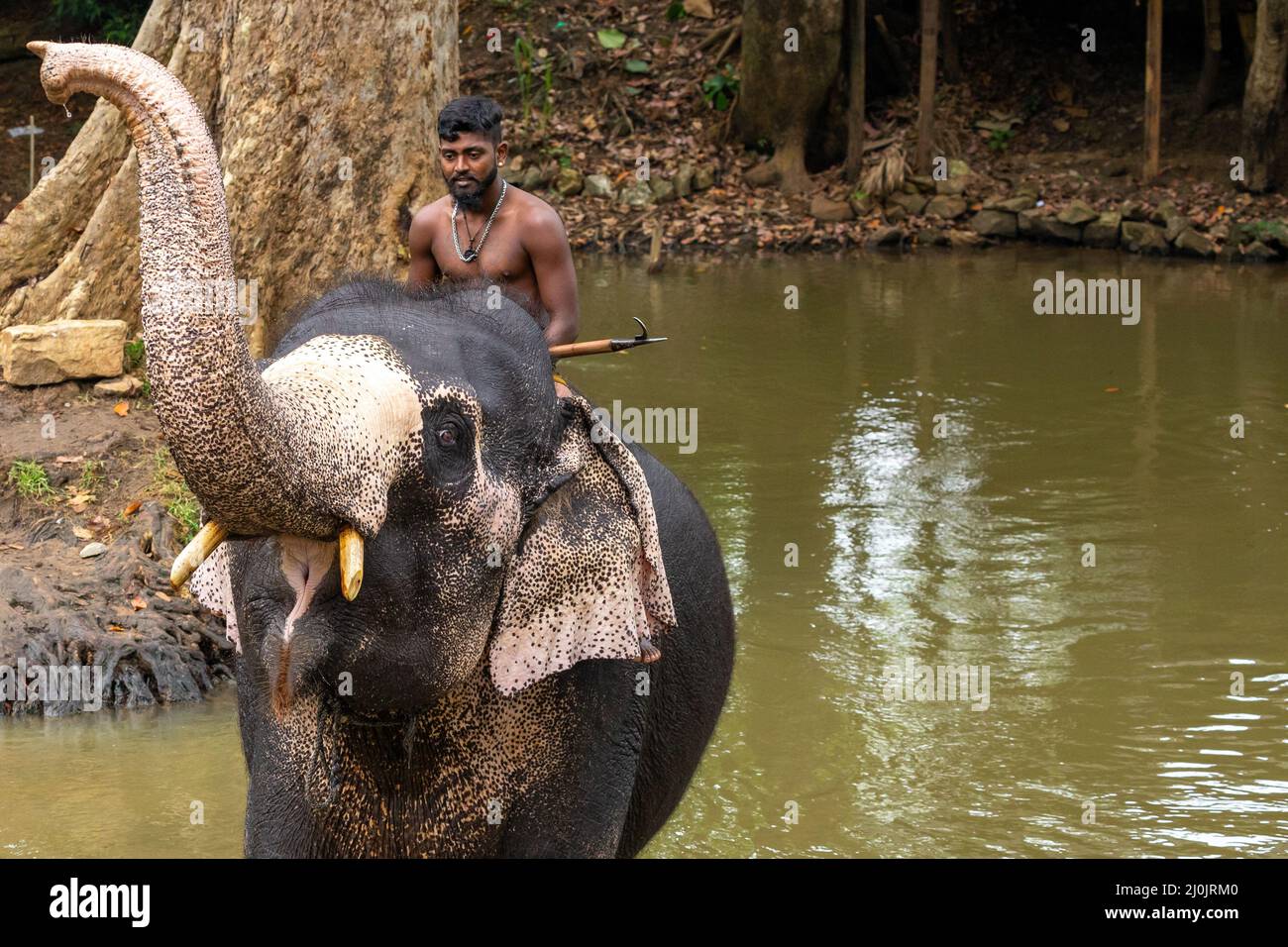Elephant and trainer in thailand hi-res stock photography and images ...