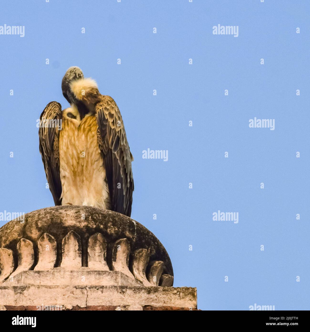 Indian vulture hi-res stock photography and images - Alamy