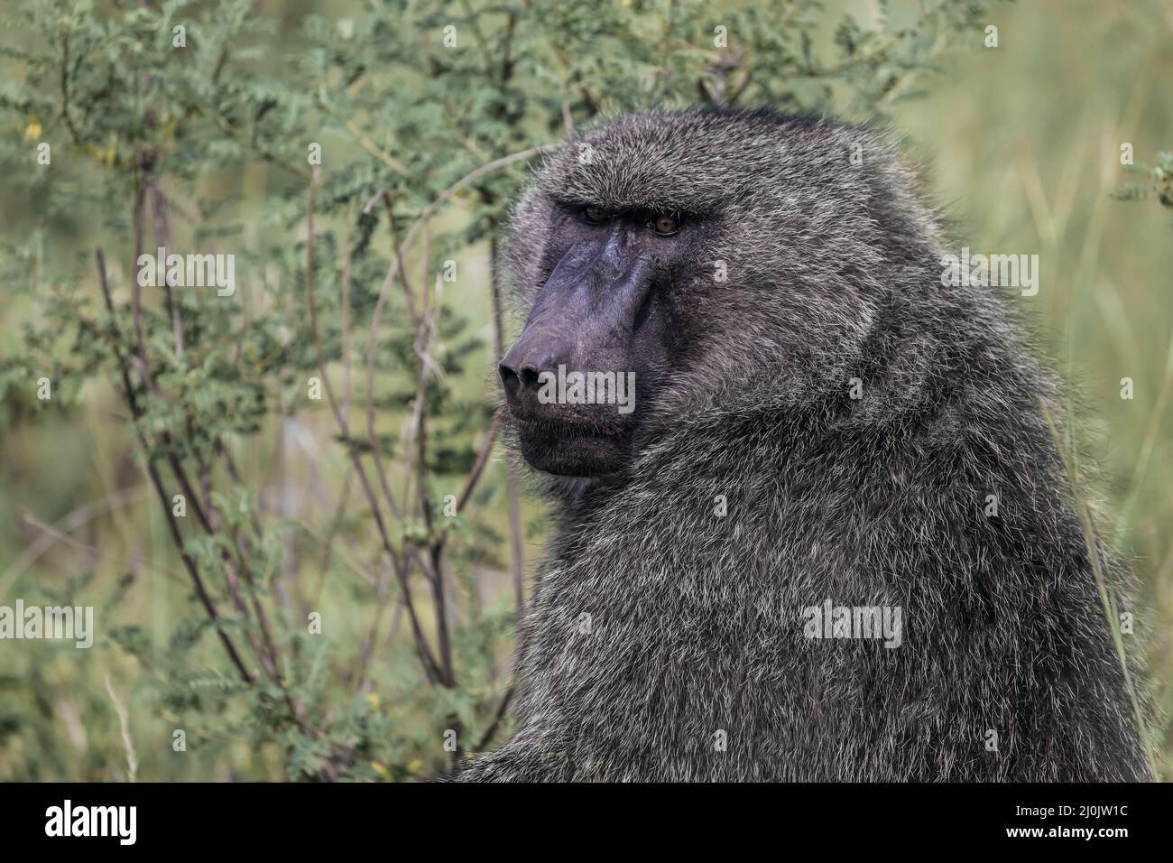 Baboon tourism hi-res stock photography and images - Alamy