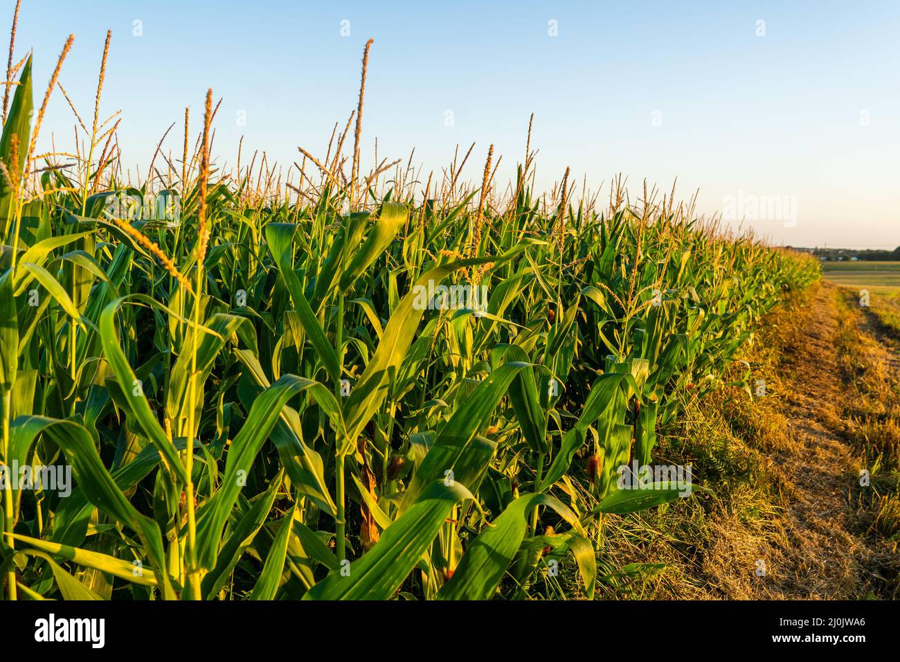 Crops production hi-res stock photography and images - Alamy
