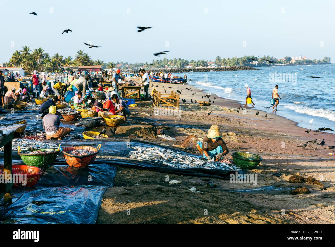 People working with fish on the beach in Negombo, Sri Lanka Stock Photo ...
