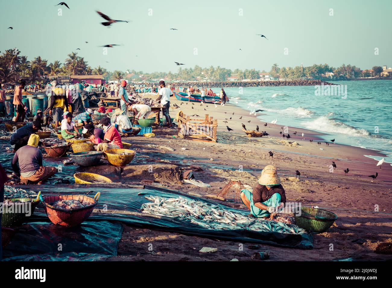 People working with fish on the beach in Negombo, Sri Lanka Stock Photo ...