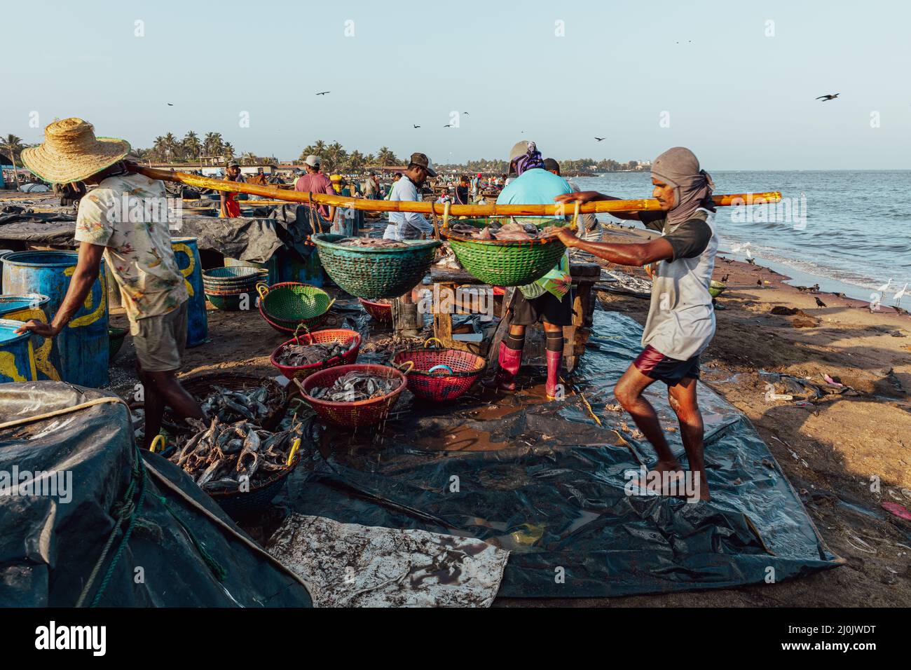 People working with fish on the beach in Negombo, Sri Lanka Stock Photo ...