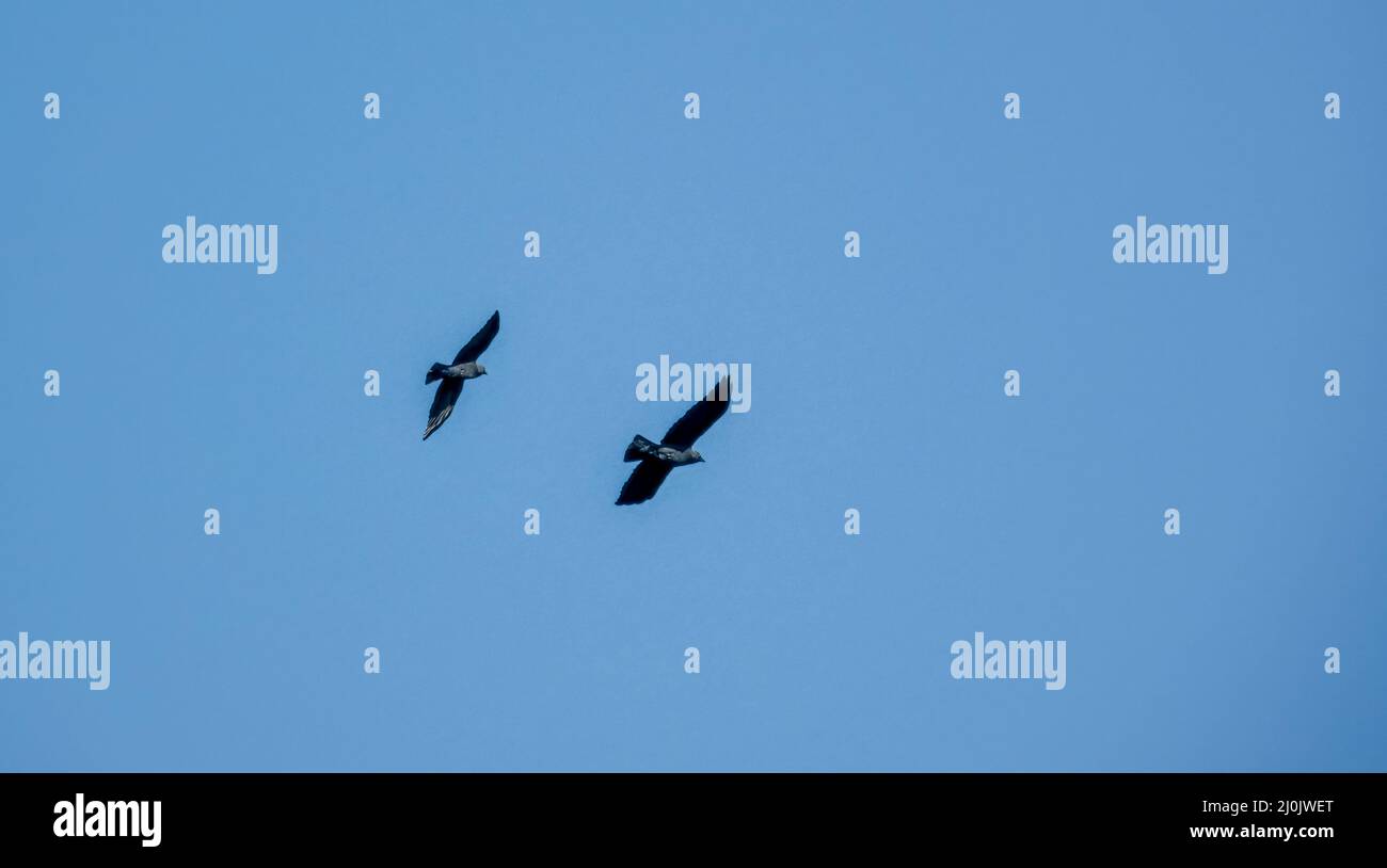 Pair of rooks hi-res stock photography and images - Alamy