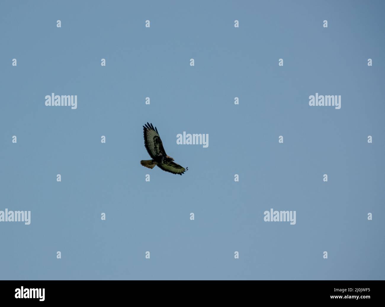 Buzzard talons hi-res stock photography and images - Alamy