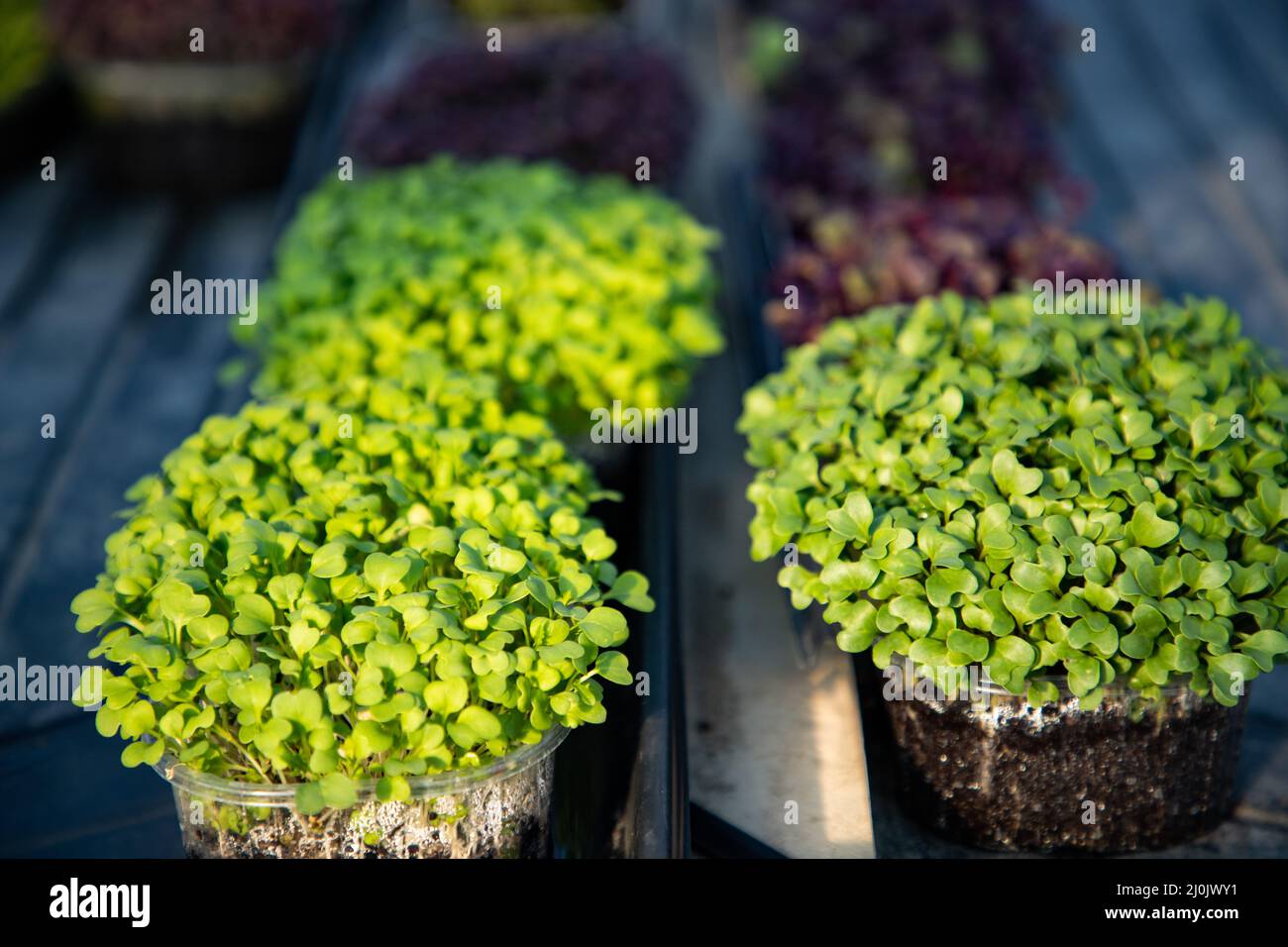 microgreens growing organic bio gardening Stock Photo - Alamy