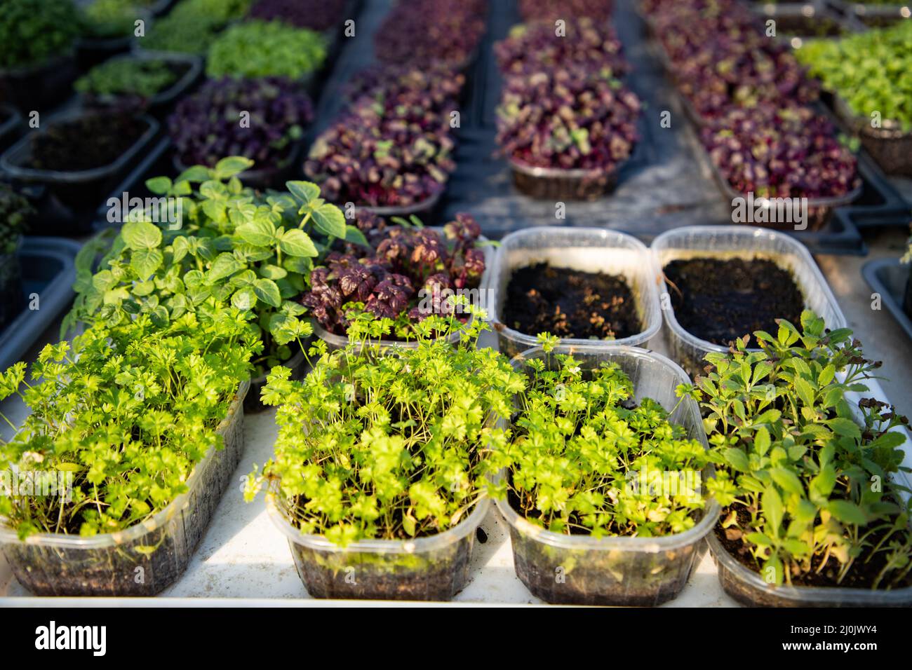 microgreens growing organic bio gardening Stock Photo - Alamy
